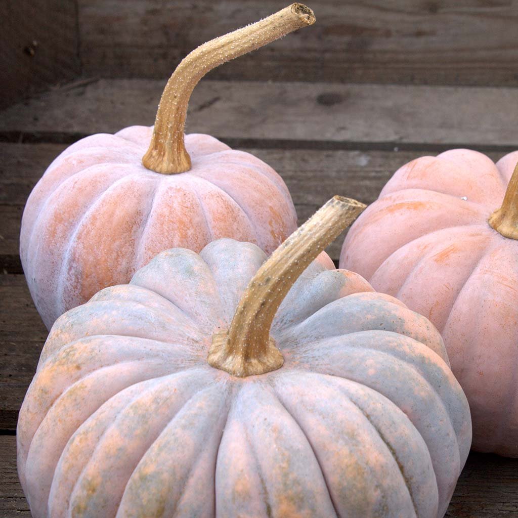 Cucurbita moschata Futsu Black Rinded - The Plant Explorer seeds - The ...