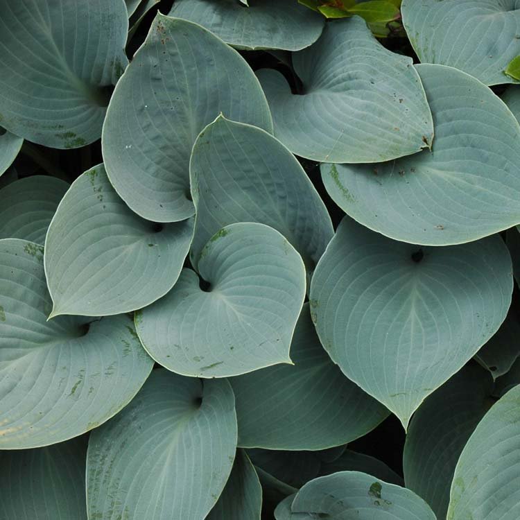 Hosta i Blå - Grå farver
