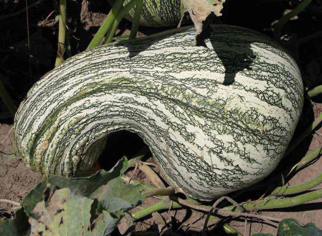 Cucurbita argyrosperma (mixta) Green Striped Cushaw