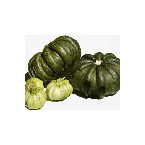 Cucurbita pepo Guicoy